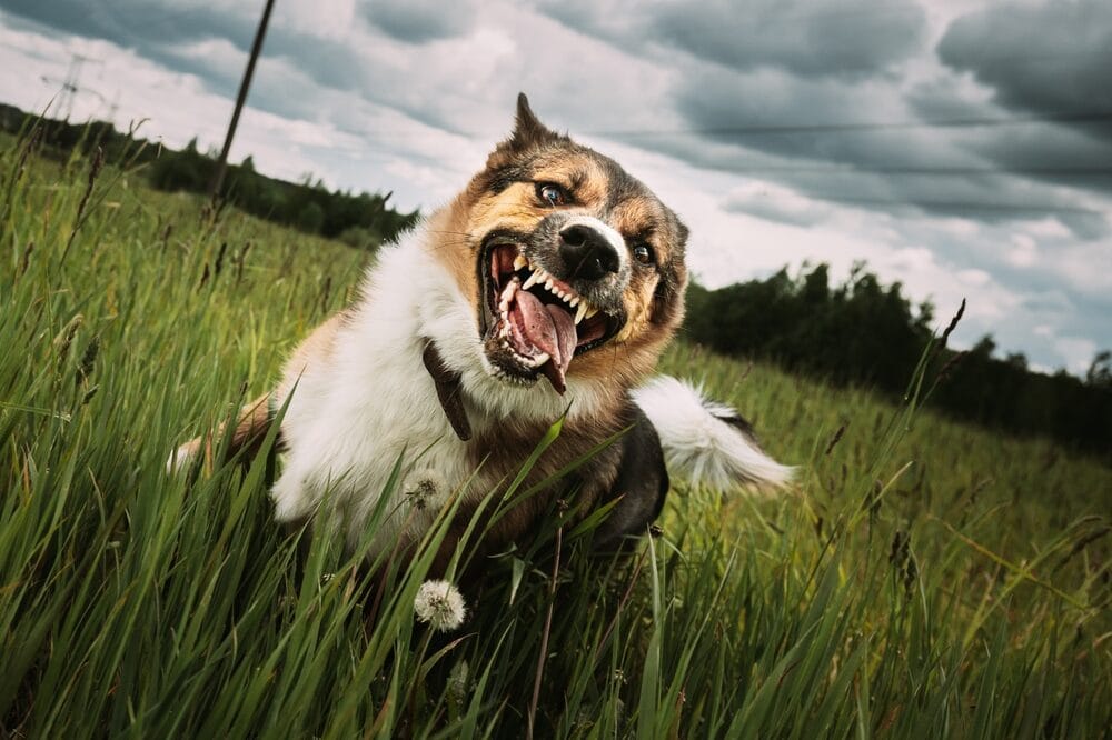 When Should You Be Concerned about a Dog Bite?